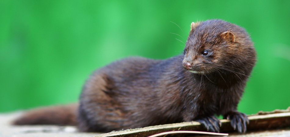 Visón americano: la plaga que amenaza especies nativas del sur