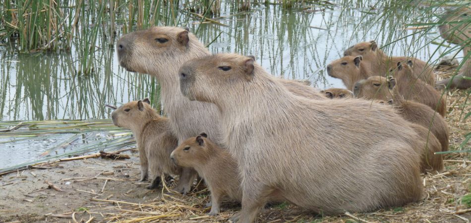 Día del Carpincho: Celebración y llamado a la protección de la especie